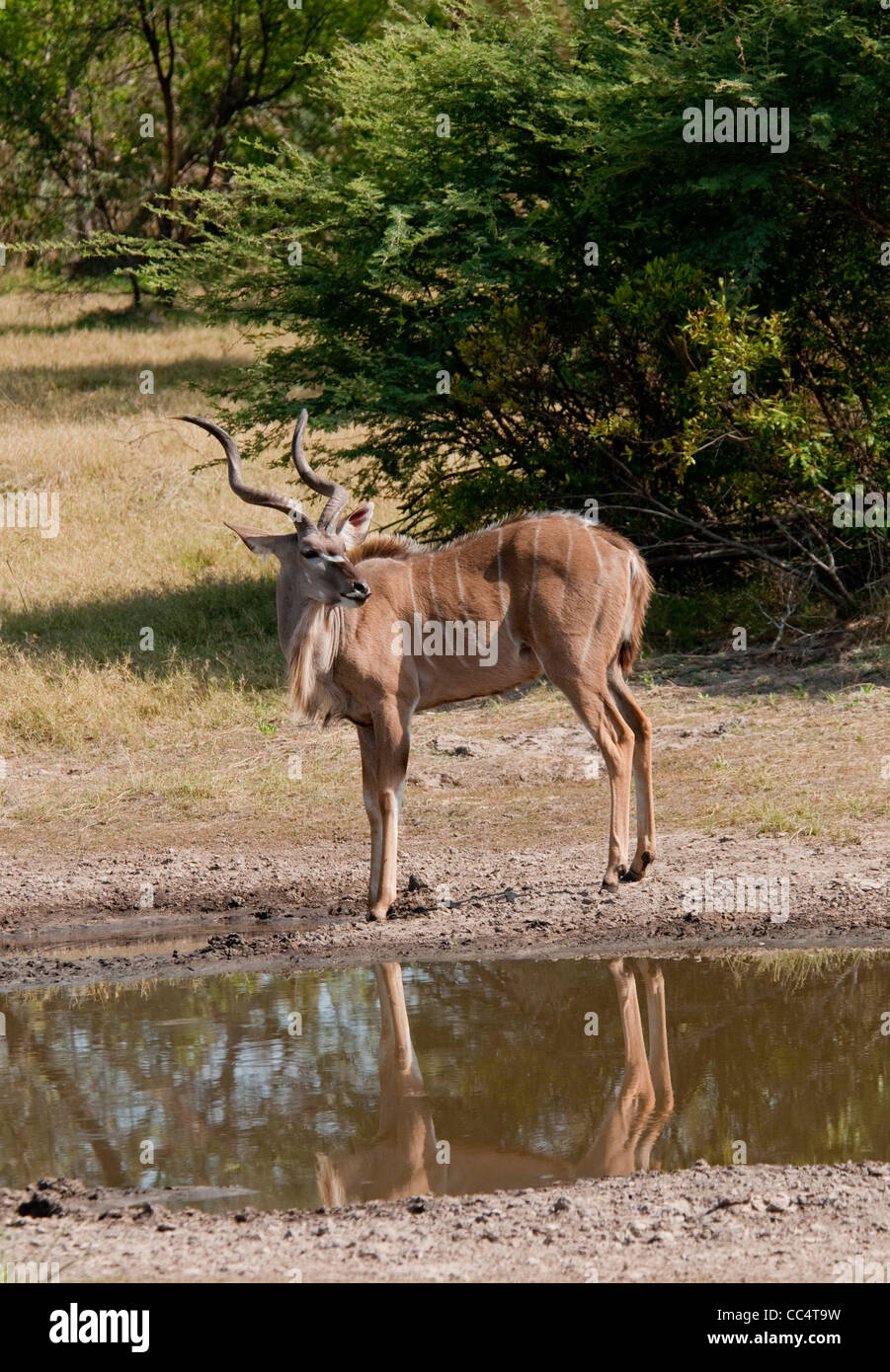 Africa Botswana Tuba Tree-Greater Kudu standing by pond (Tragelaphus ...