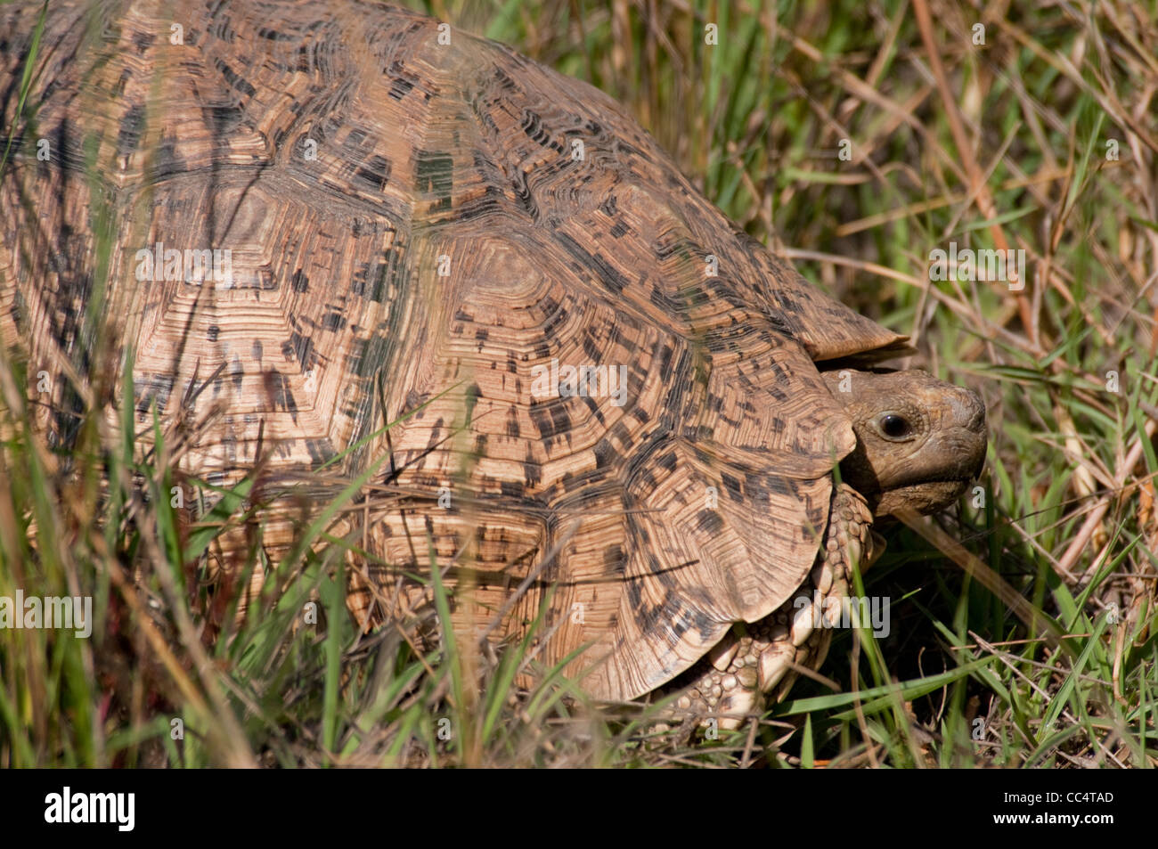 Africa Botswana Tuba Tree-Leopard Tortoise Stock Photo - Alamy