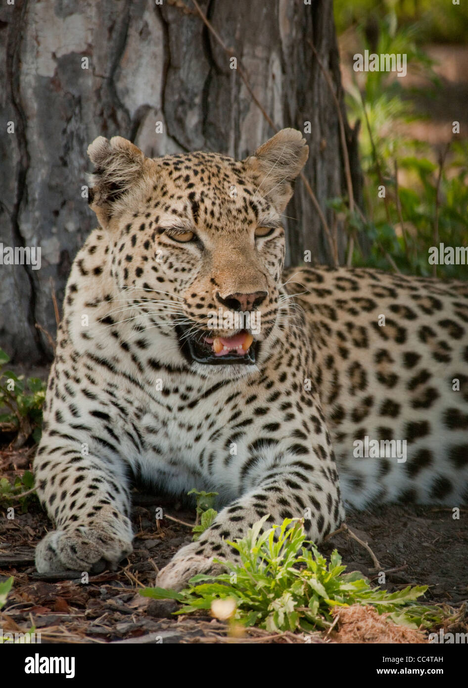 Africa Botswana Tuba Tree-Leopard lying by tree (Panthera pardus Stock ...