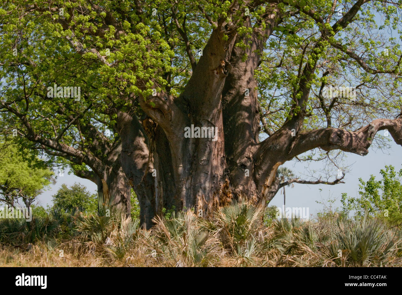Africa Botswana Tuba Tree-Baobab Tree (Baobab Adansonia Stock Photo - Alamy