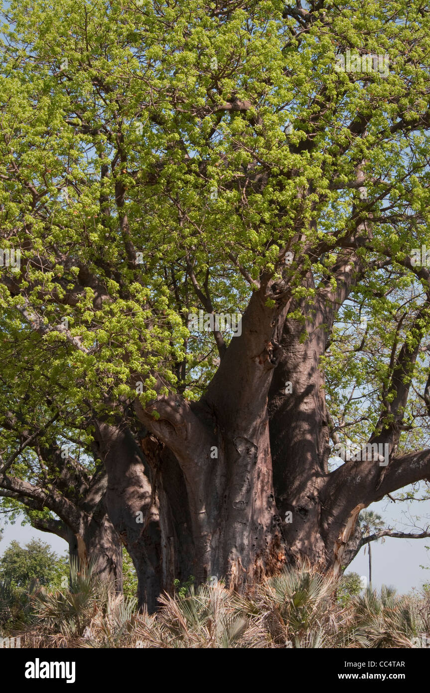 Tree Baobab Tree High Resolution Stock Photography and Images - Alamy