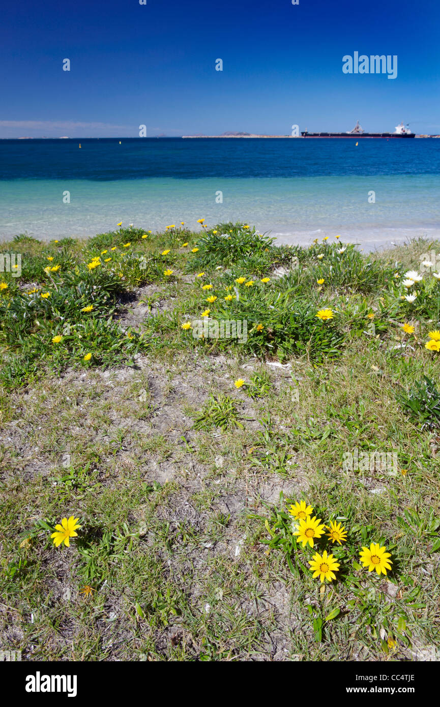 Yellow daisies on beach, Esperance, Western Australia, Australia Stock ...