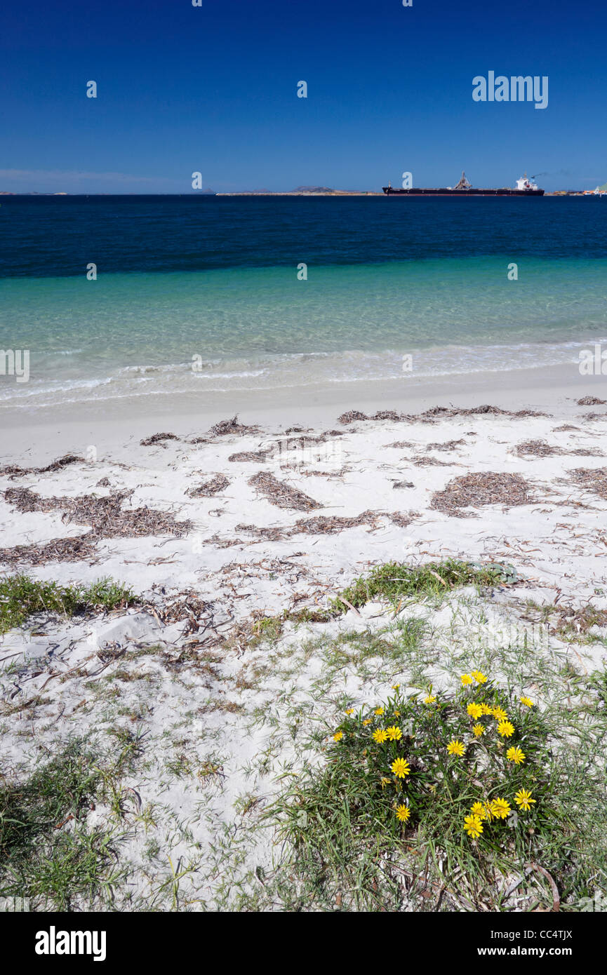 Yellow daisies on beach, Esperance, Western Australia, Australia Stock ...