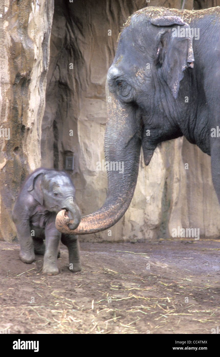 Elephants Touching Trunks Stock Photos & Elephants Touching Trunks ...