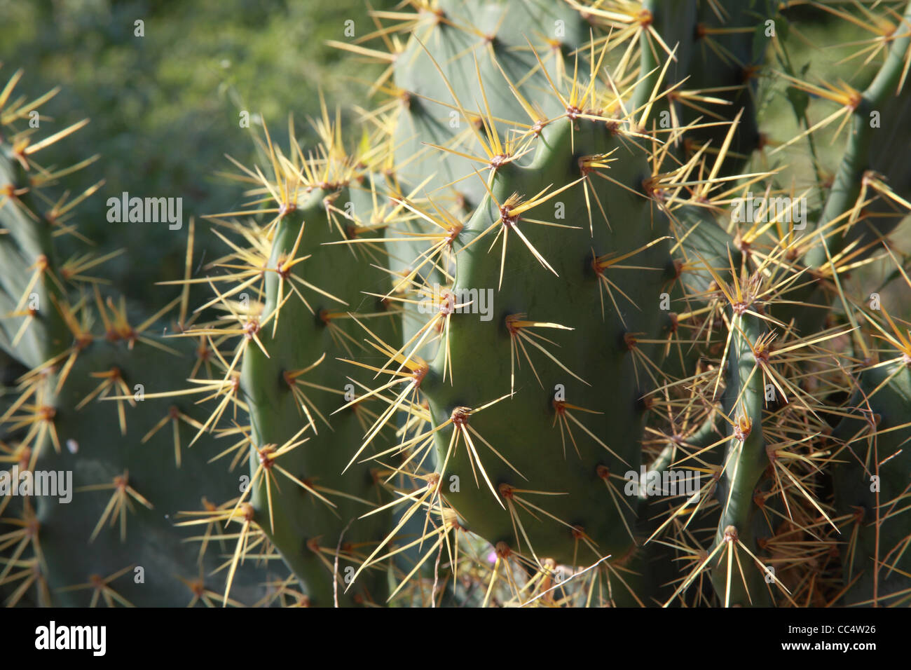 cactus in Myanmar Stock Photo - Alamy