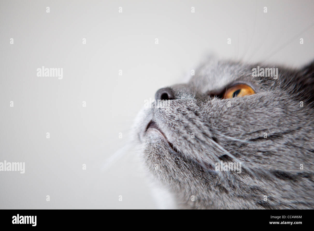 British shorthair cat. Close up with clear view of her orange eyes, the ...