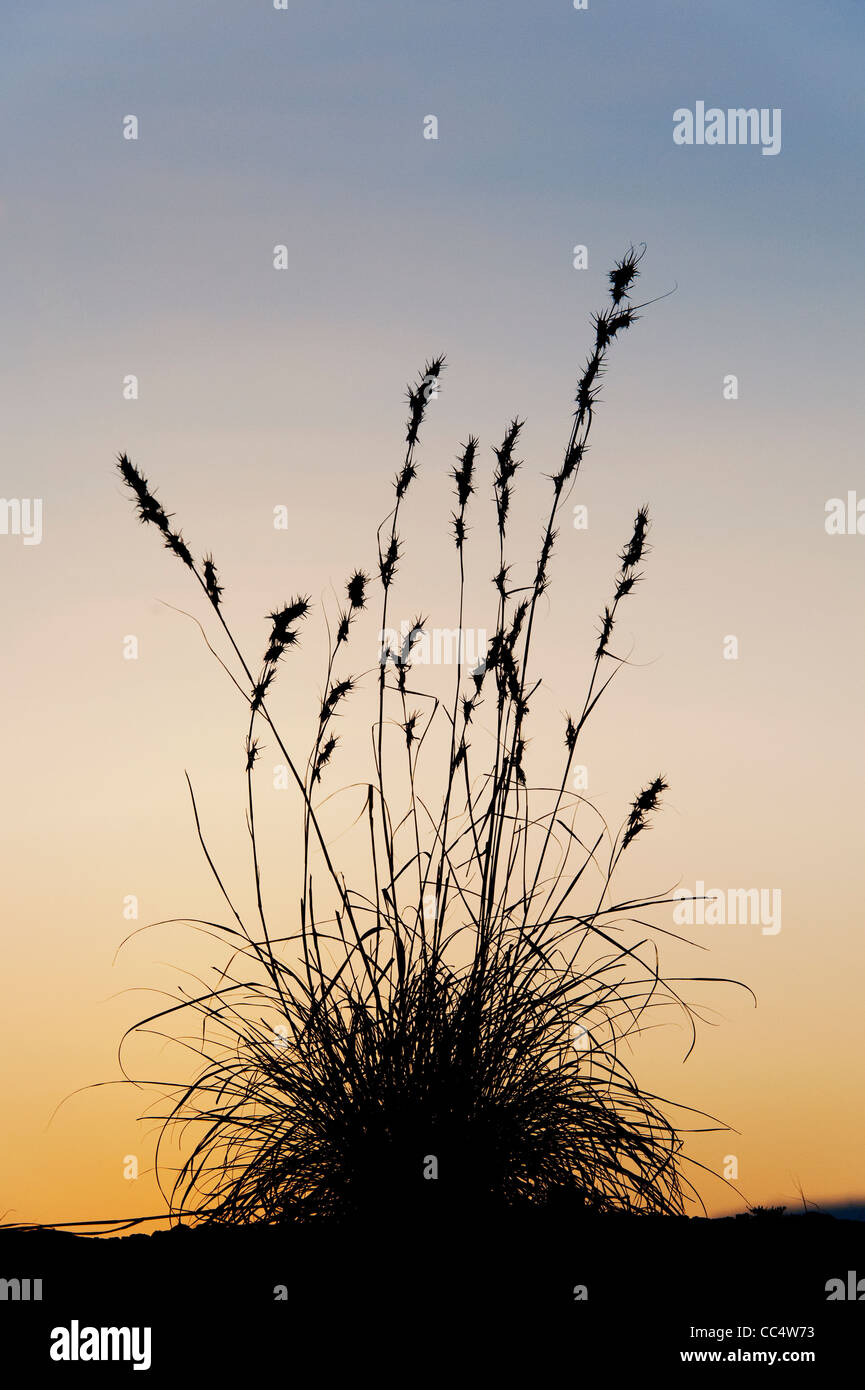 Grass seed haeds hi-res stock photography and images - Alamy