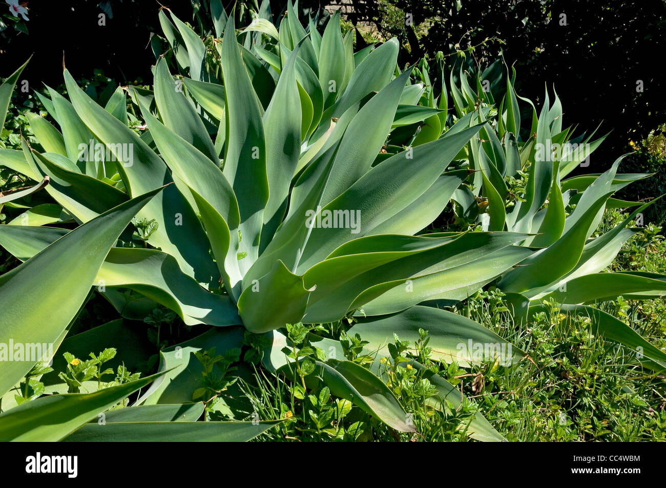 Agave attenuata plant hi-res stock photography and images - Alamy