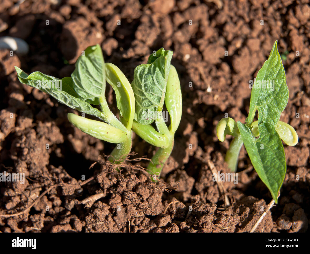 germinating bean seeds and growing in the greenyard Stock Photo - Alamy