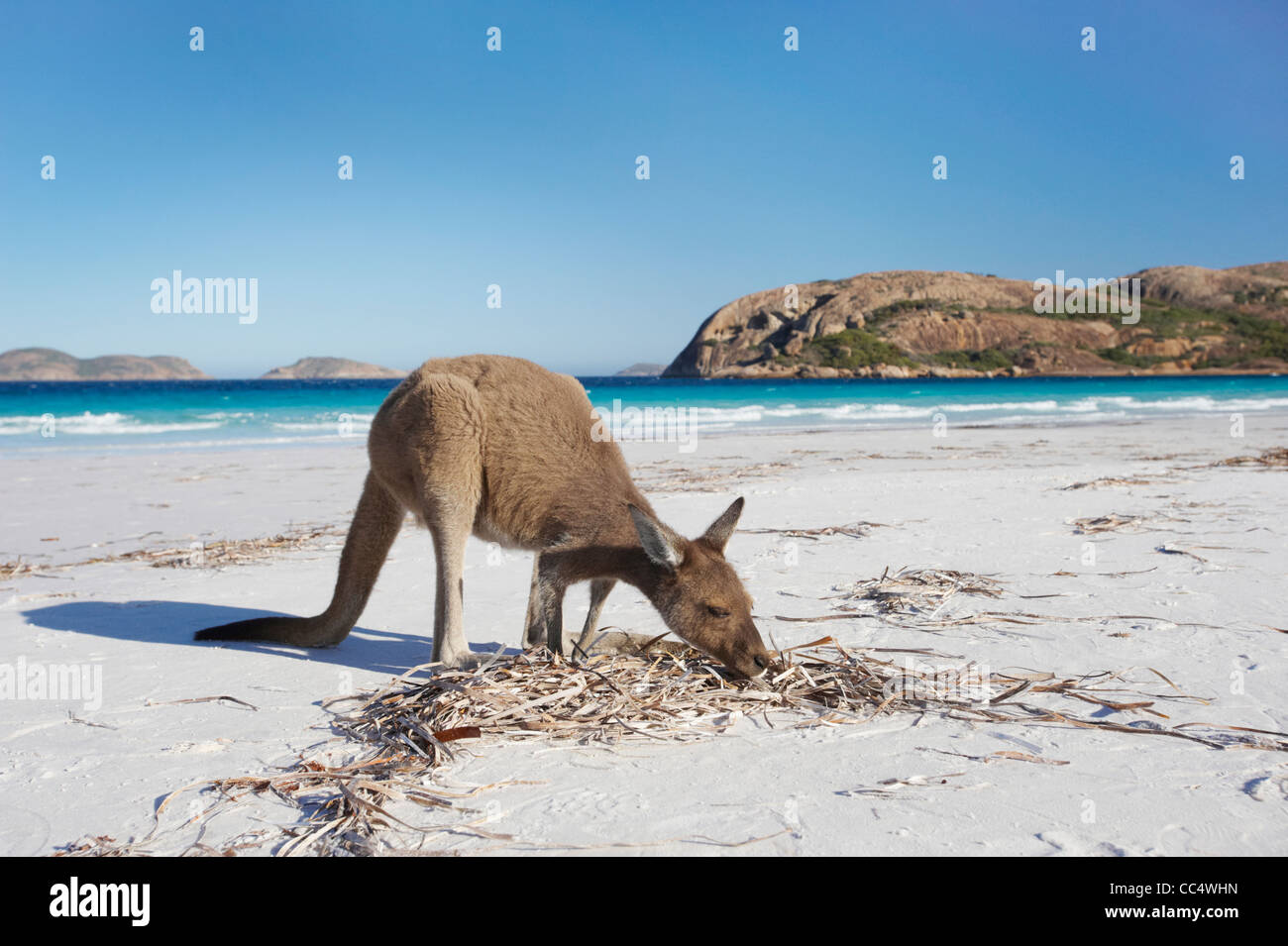 Kangaroo on the beach, Lucky Bay, Cape Le Grand National Park, Western ...