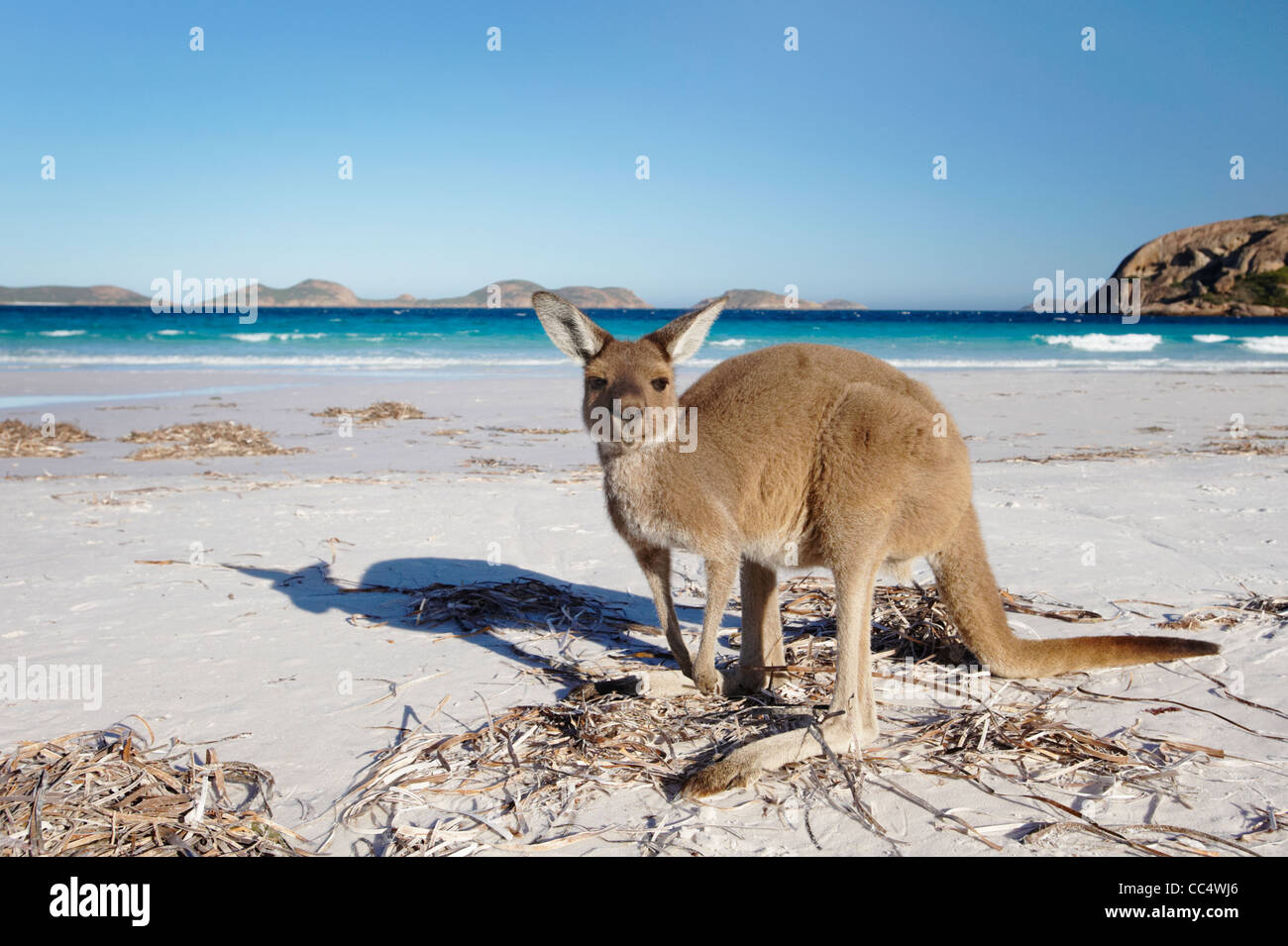 Kangaroo on the beach, Lucky Bay, Cape Le Grand National Park, Western ...
