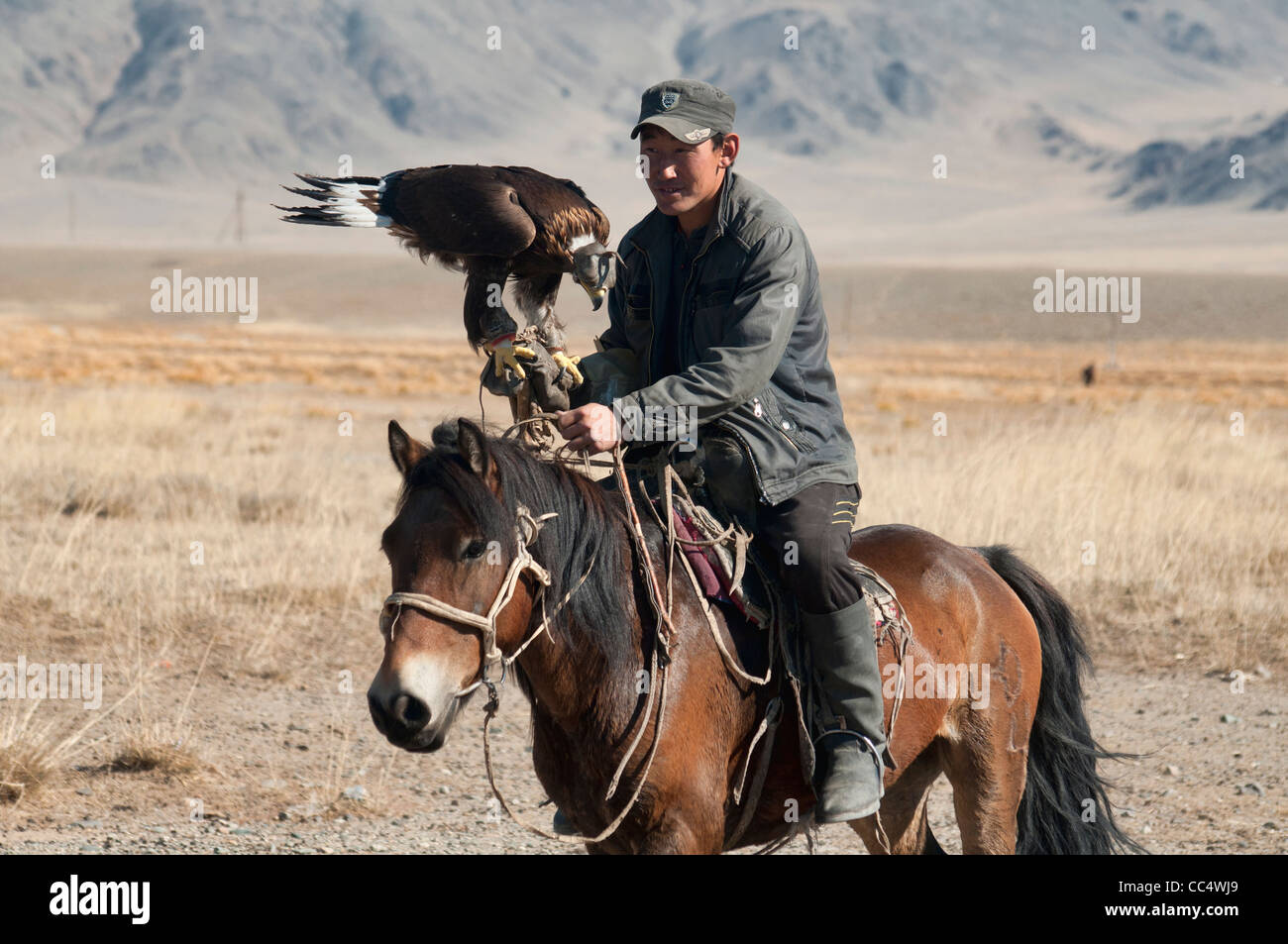 Kazakh eagle hunter and his golden eagle in the Altai Region of Bayan ...