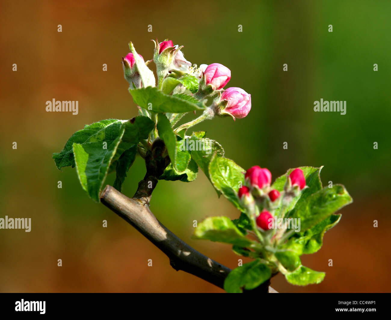 apple fruit tree with flowers and buds Stock Photo - Alamy