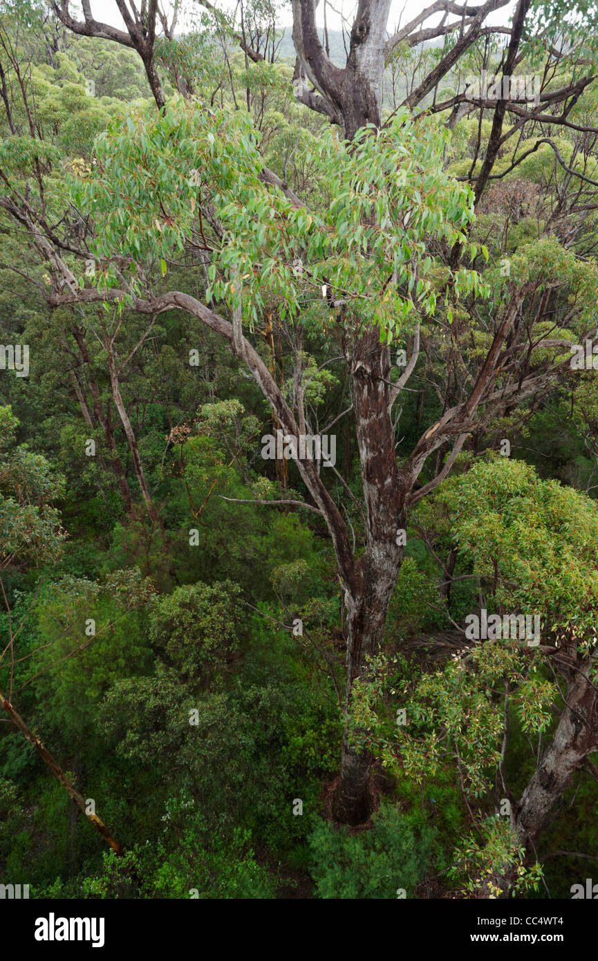 Tree top walk, Valley of the Giants, Denmark, Western Australia ...