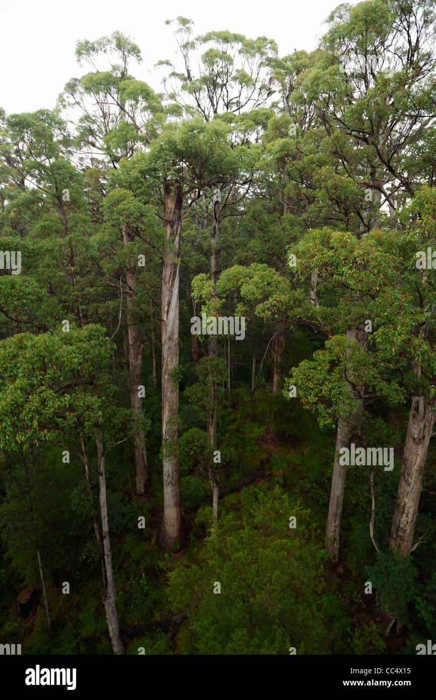 Trees at Valley of the Giants, Denmark, Western Australia, Australia ...