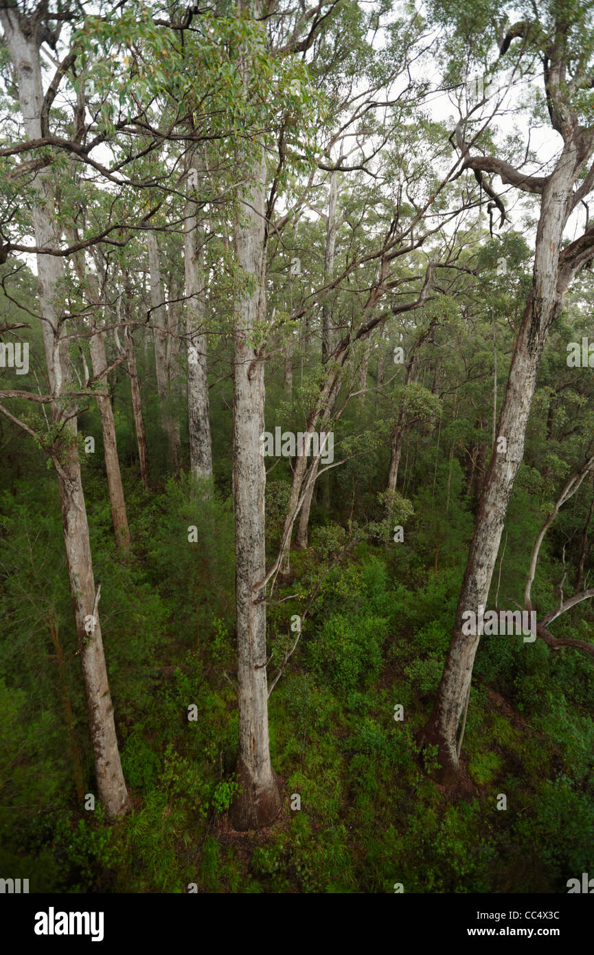 Trees at Valley of the Giants, Denmark, Western Australia, Australia ...