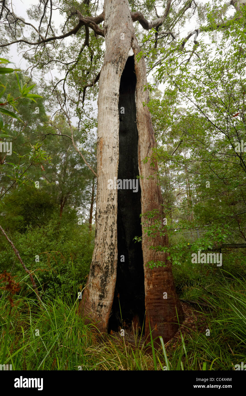 Split hollow tree hi-res stock photography and images - Alamy