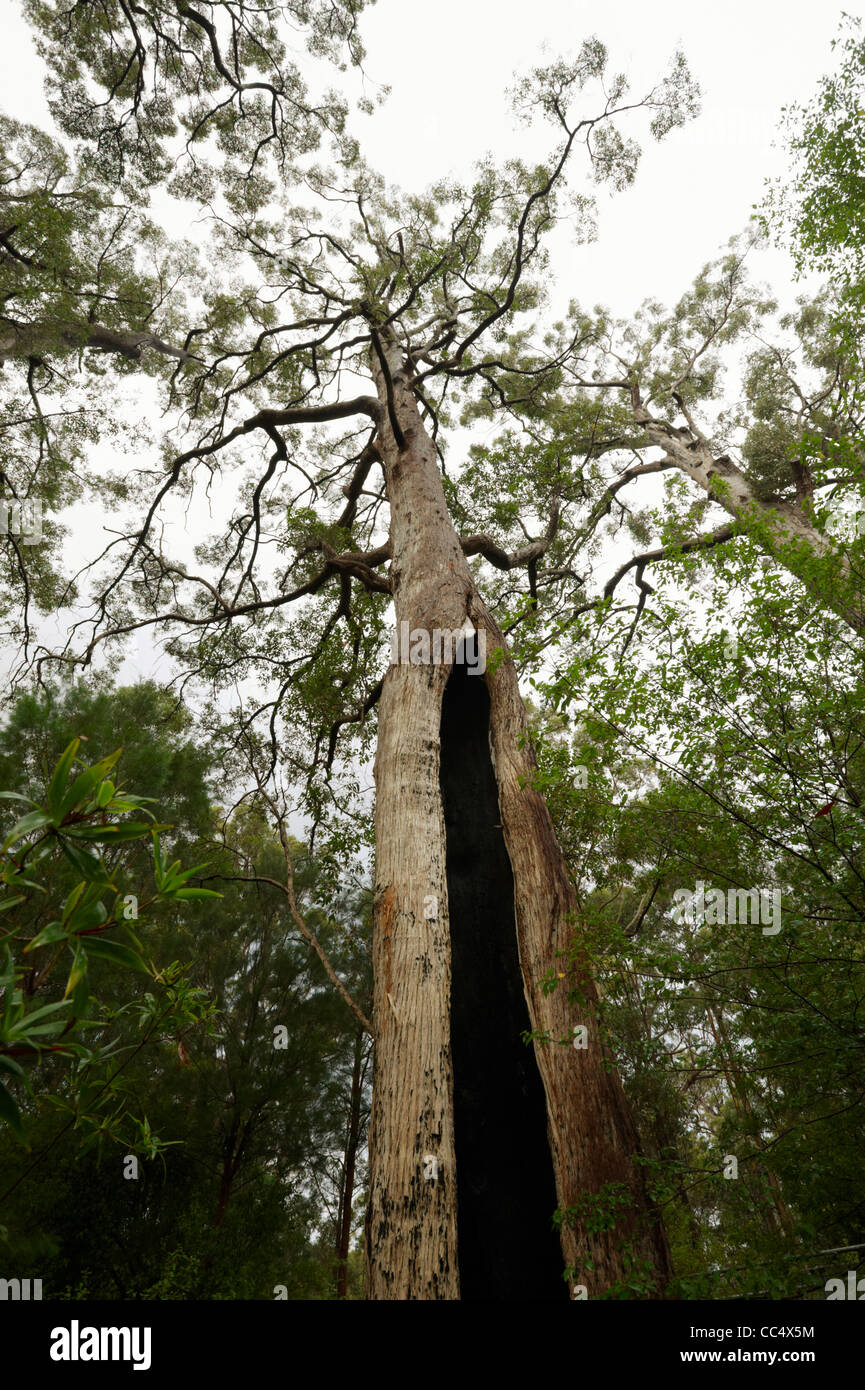 Hollow tree at Valley of the Giants, Denmark, Western Australia ...