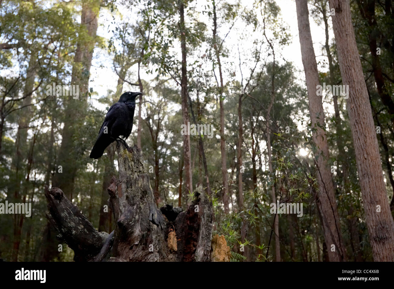 Crow in woodland, Denmark, Western Australia, Australia Stock Photo - Alamy