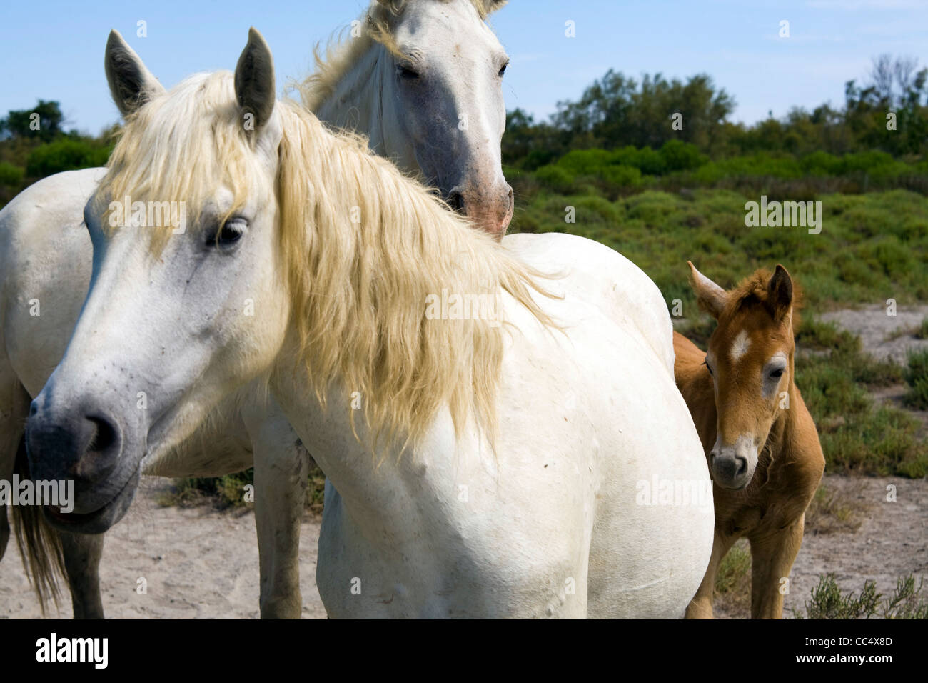 Carmague horses hi-res stock photography and images - Alamy