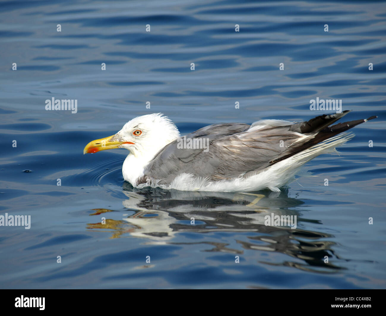 Red sea bird hi-res stock photography and images - Alamy