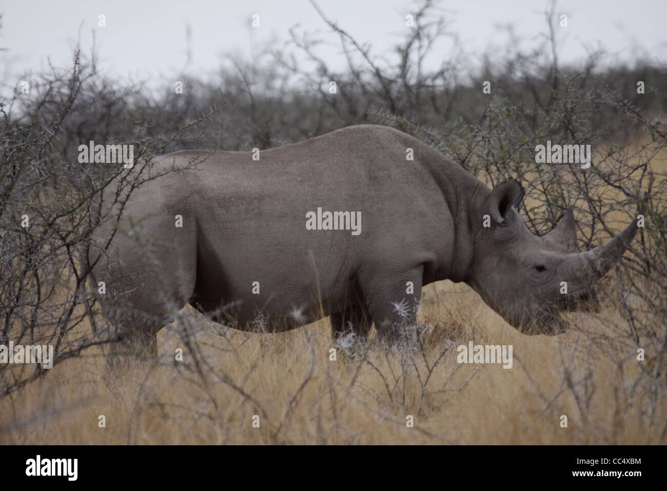 Black rhinoceros in savanna Stock Photo - Alamy