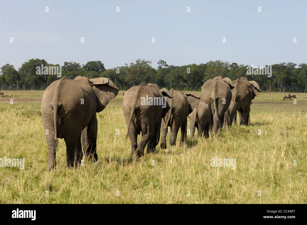 Elephants walking line hi-res stock photography and images - Alamy