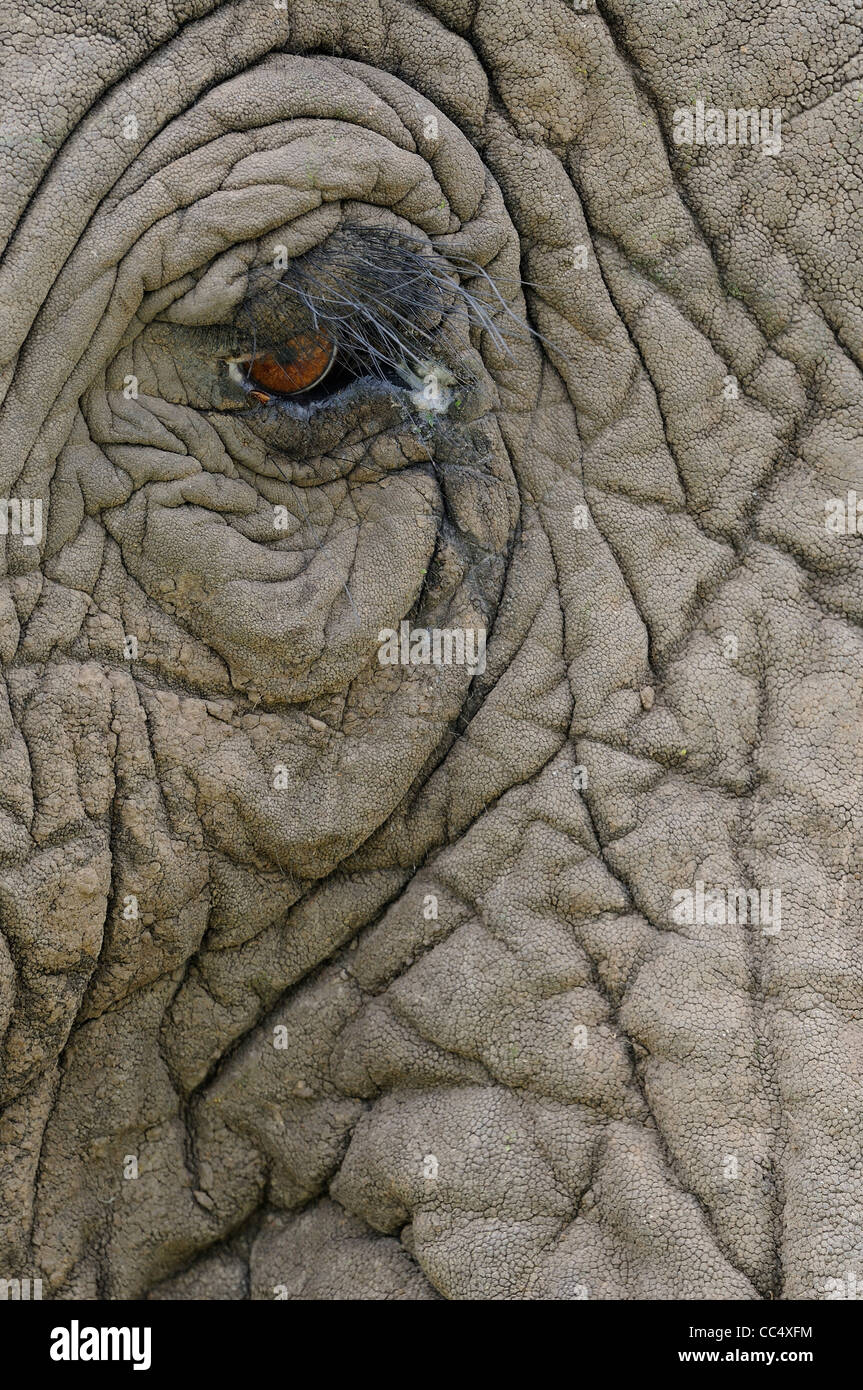 Africa close skin eye elephant hi-res stock photography and images - Alamy