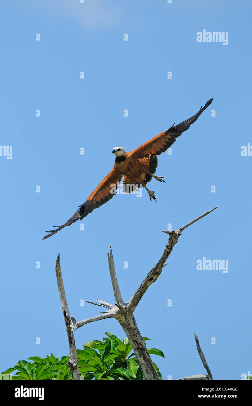 Dead hawk hi-res stock photography and images - Alamy