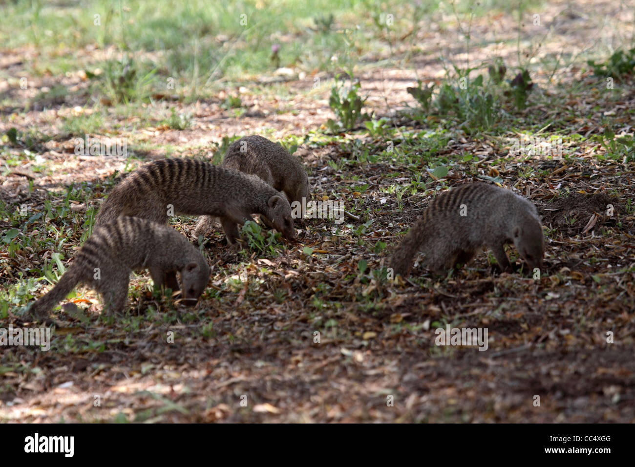 Banded mongoose family hi-res stock photography and images - Alamy