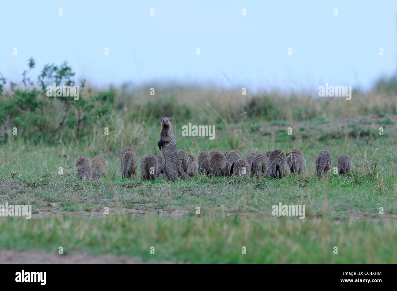 Banded Mongoose (Mungos mungo) large family group running through grass ...