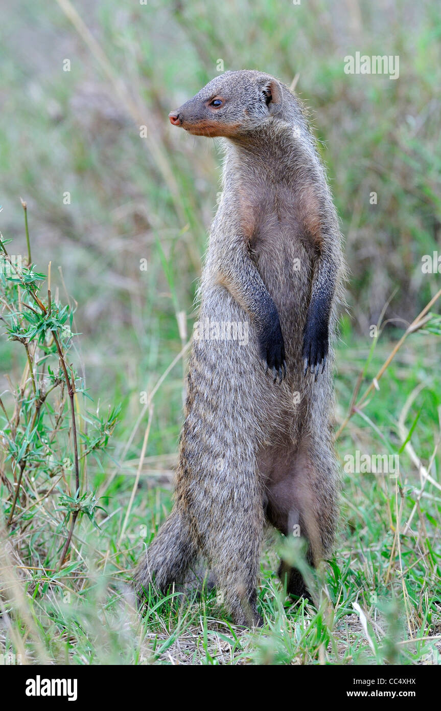 Banded Mongoose (Mungos mungo) adult standing on hind legs, Masai Mara, Kenya Stock Photo - Alamy
