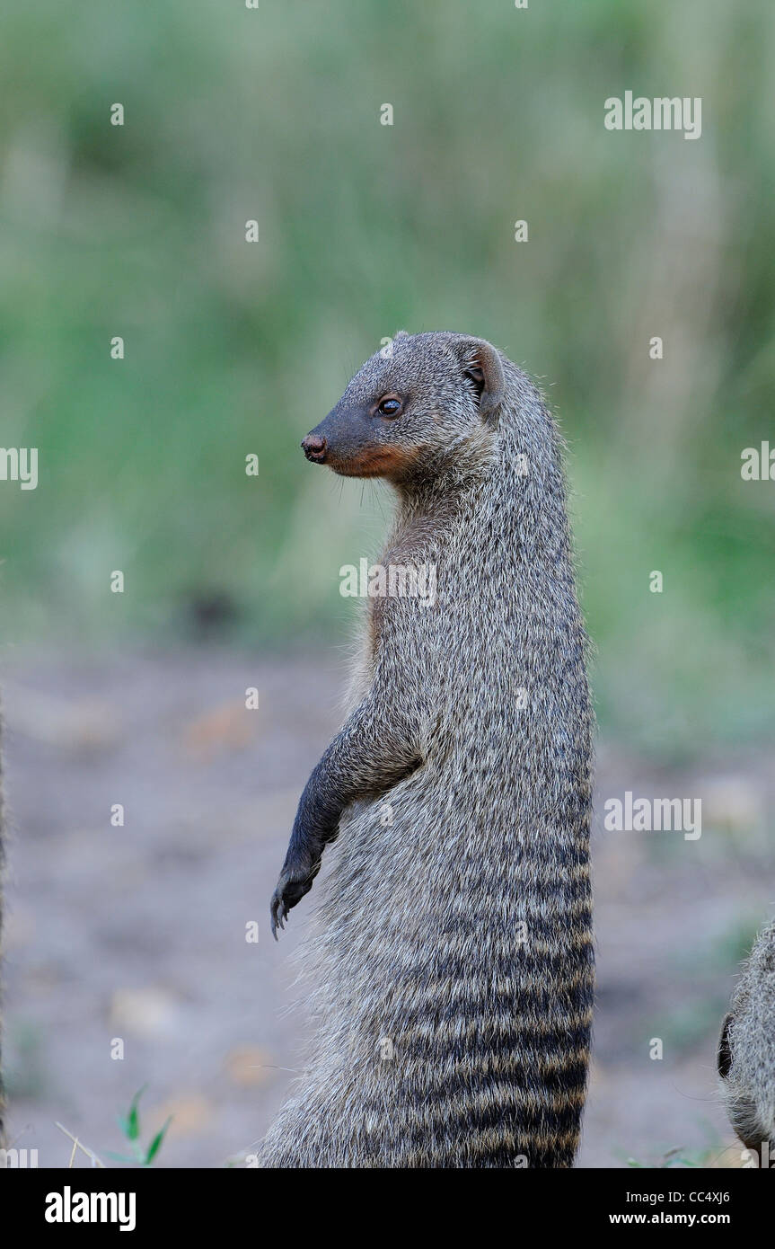 Banded mongoose mungos mungos hi-res stock photography and images - Alamy