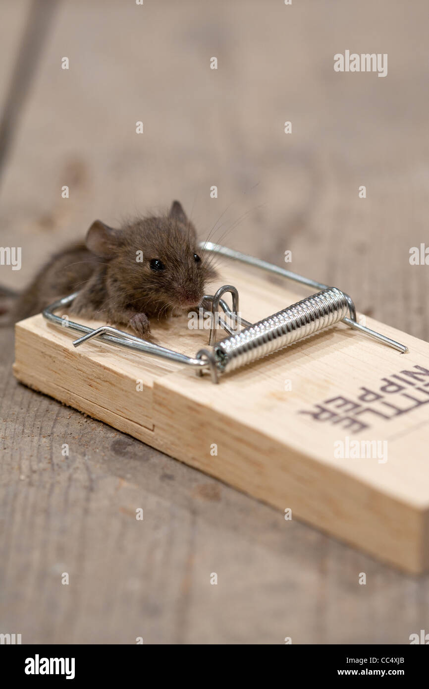Dead pests hi-res stock photography and images - Alamy