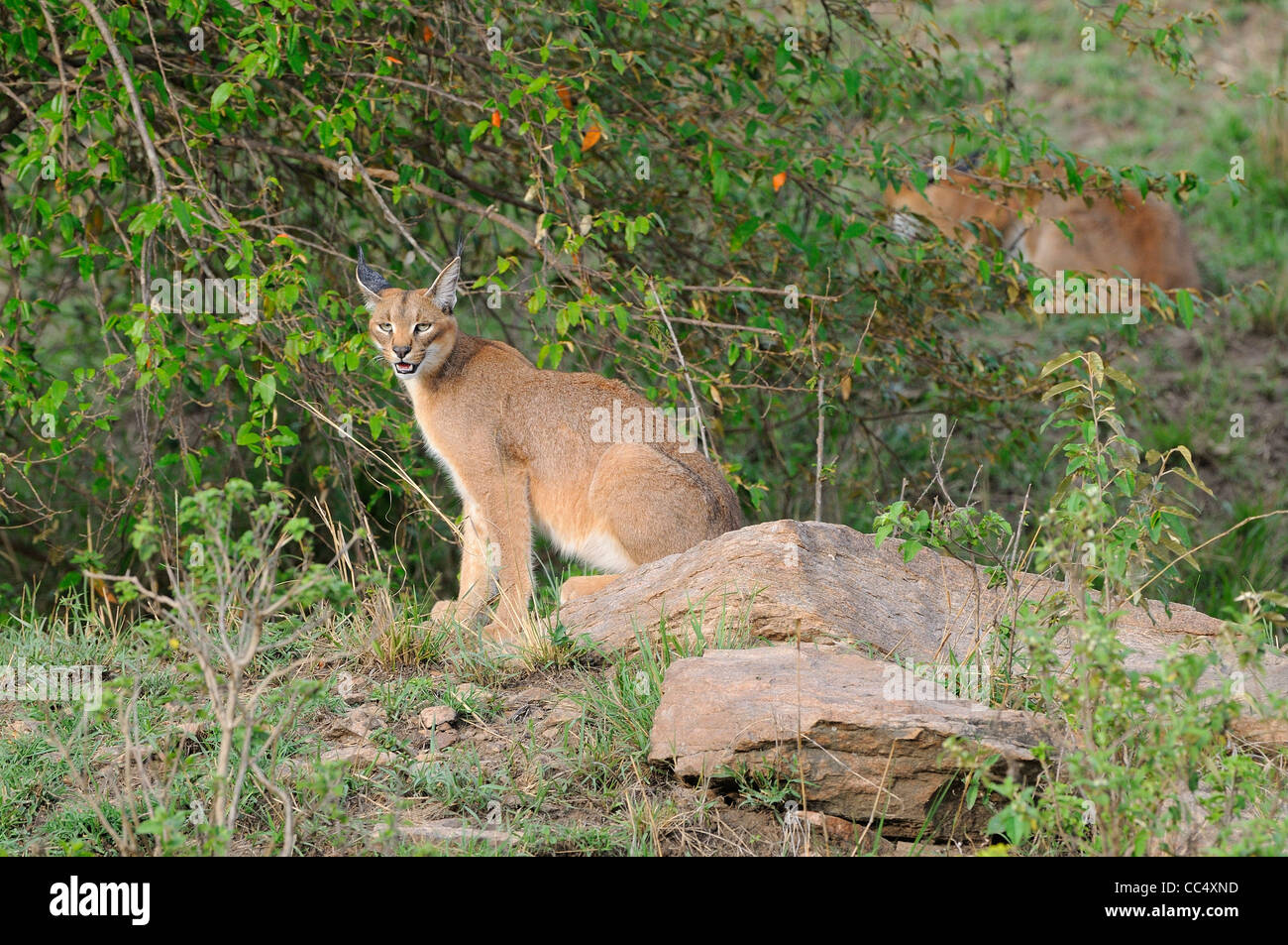 Caracal (Lynx caracal) pair amongst the bushes, Masai Mara, Kenya Stock ...