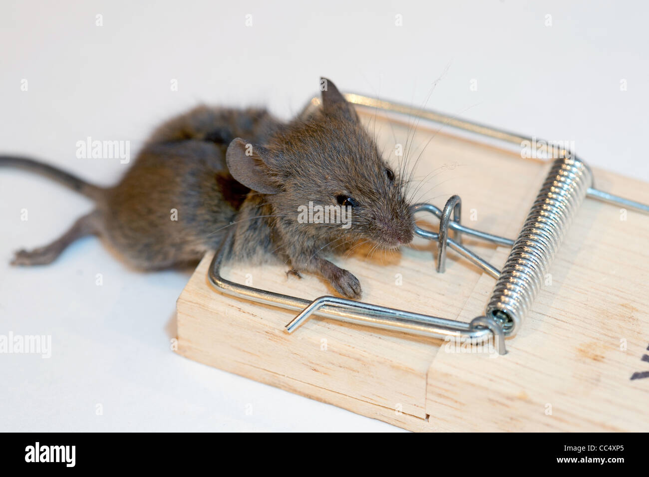 Mouse caught in mousetrap on white background Stock Photo - Alamy