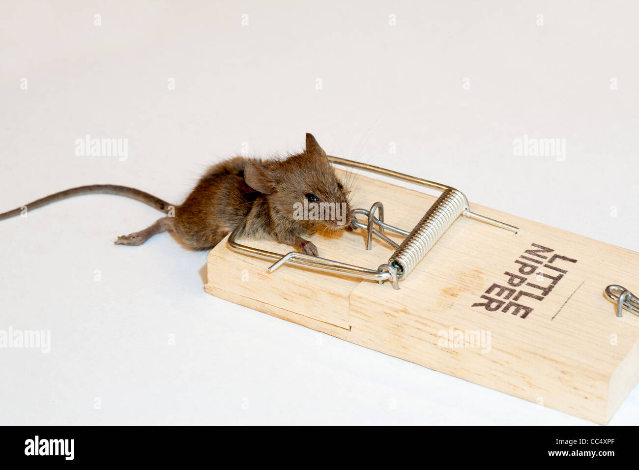 Mouse caught in mousetrap hi-res stock photography and images - Alamy