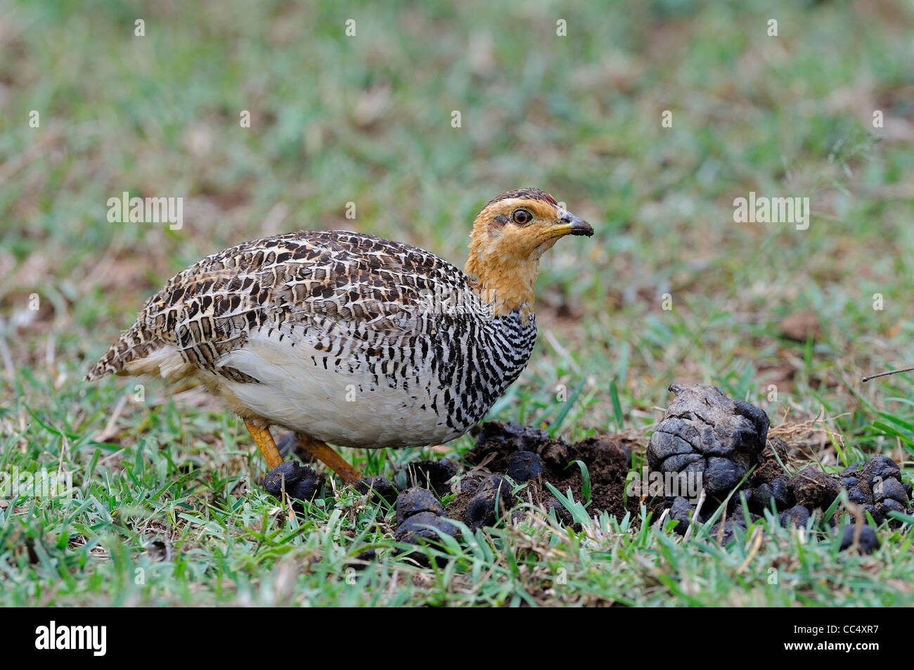 Coqui Francolin (Peliperdix coqui) foraging for food amongst animal ...