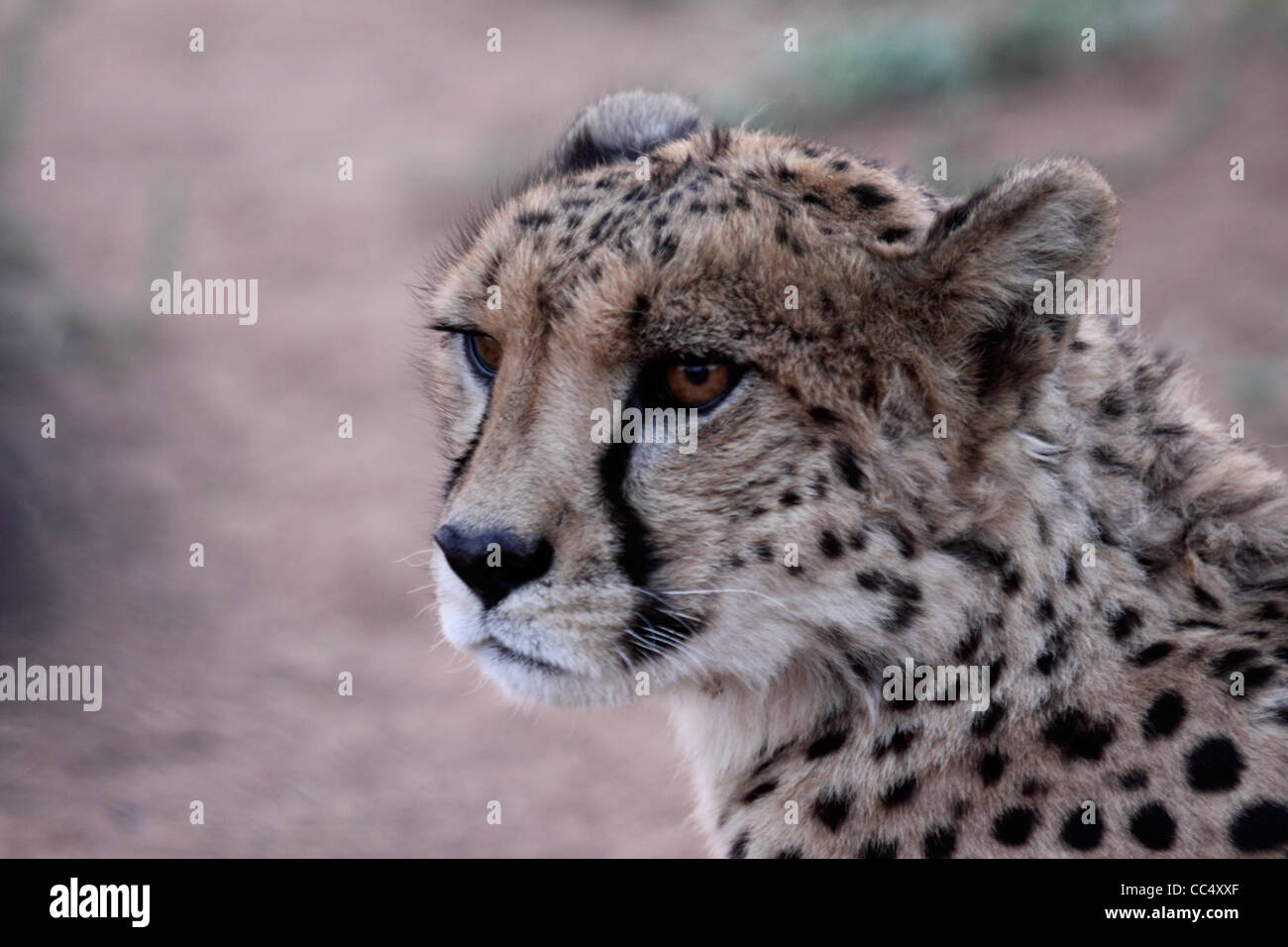 Cheetah head shot Stock Photo - Alamy