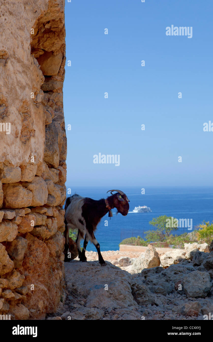 Goat structure hi-res stock photography and images - Alamy