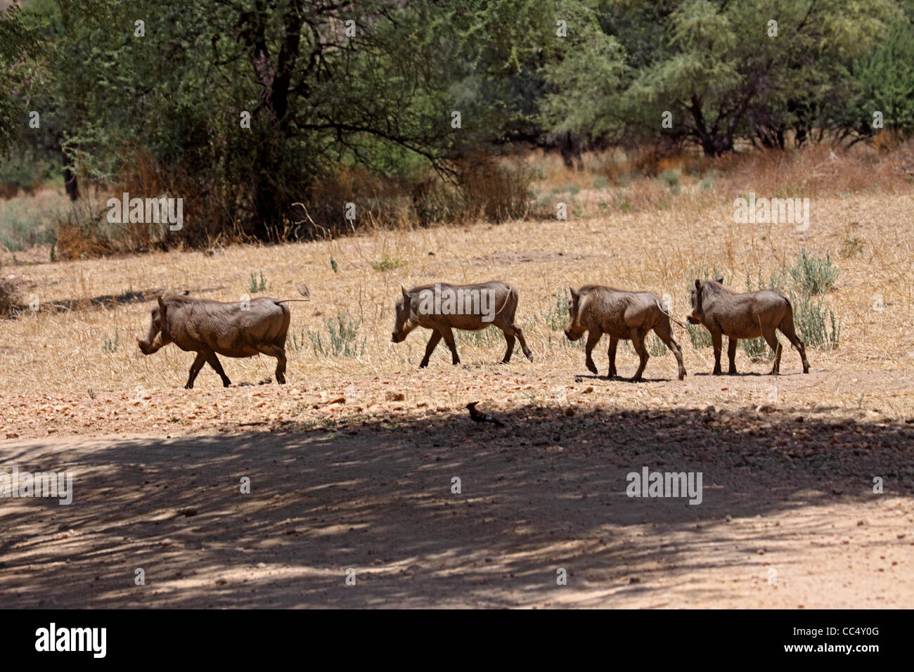 Warthogs walking hi-res stock photography and images - Alamy