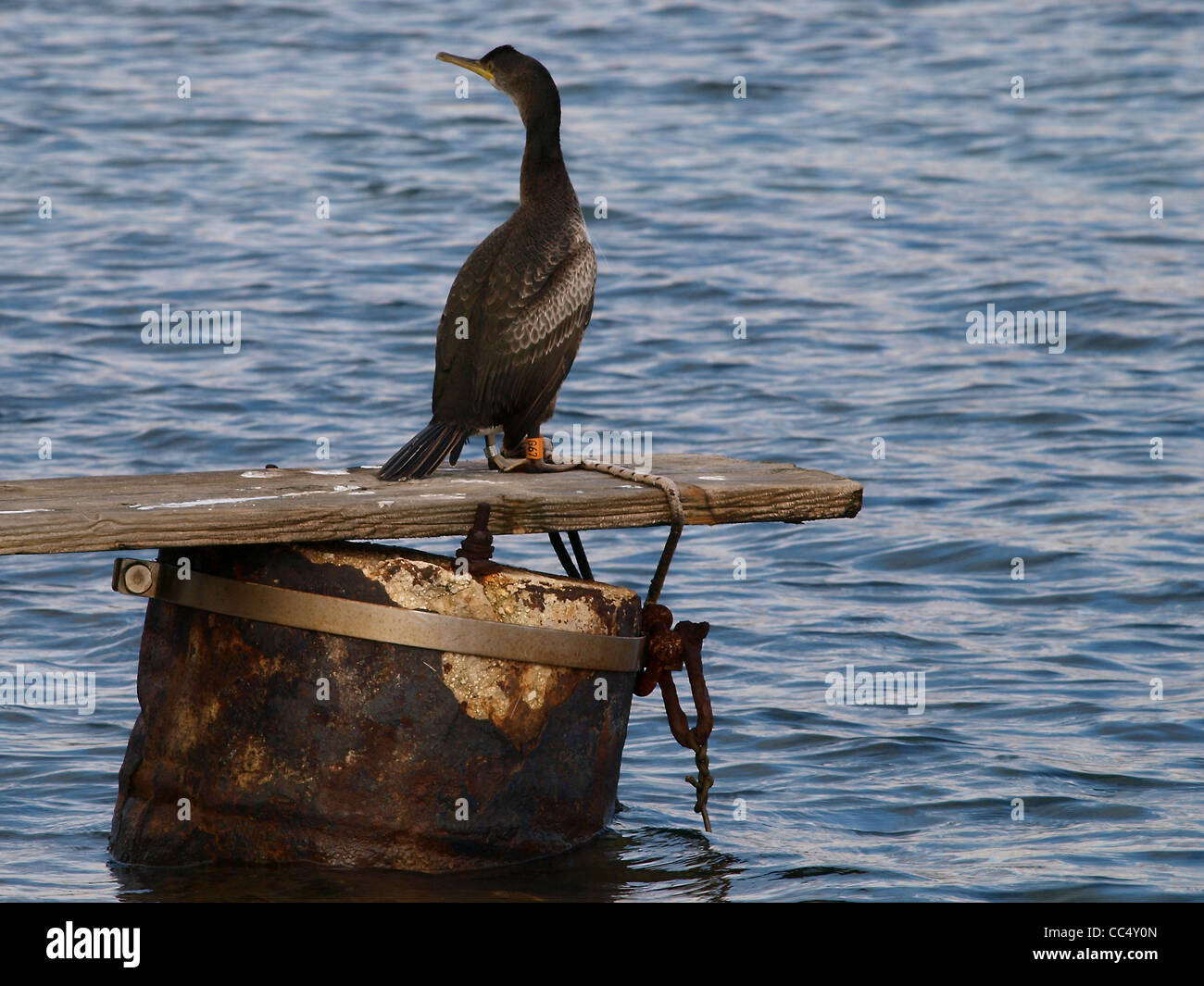Cormorant sea hi-res stock photography and images - Alamy