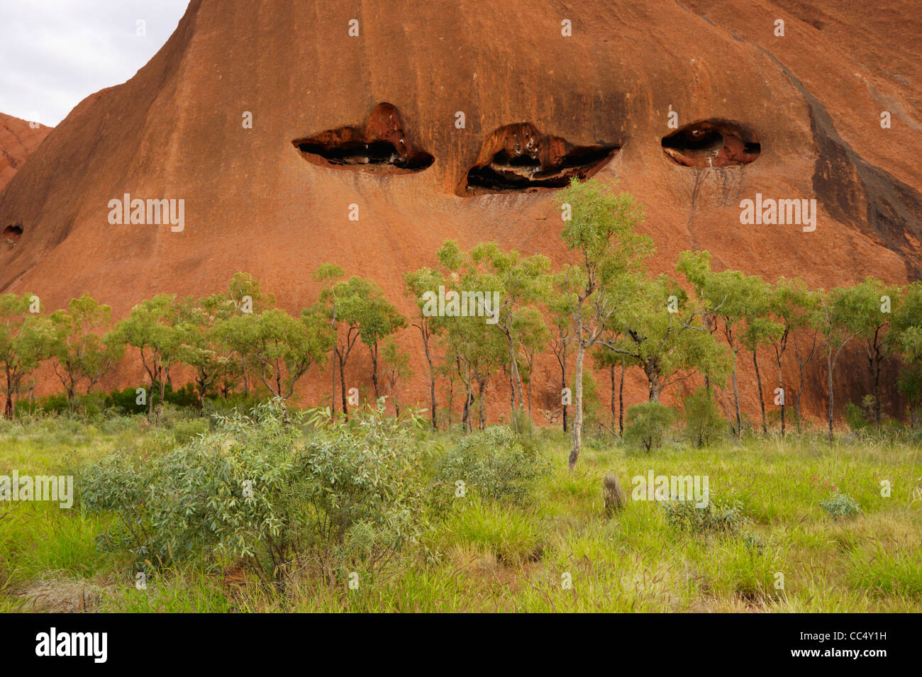 Line of trees by Ayers Rock; Uluru-Kata Tjuta National Park, Northern ...