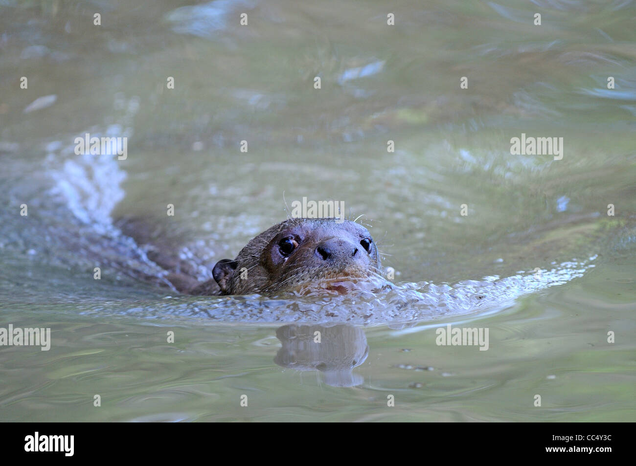 Giant river otter hi-res stock photography and images - Alamy
