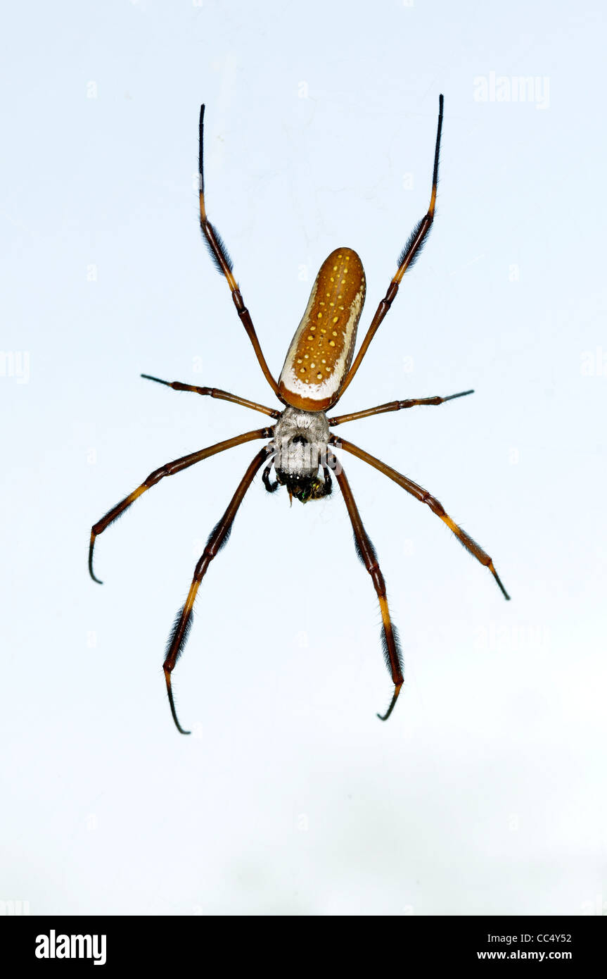 Female spider hi-res stock photography and images - Alamy