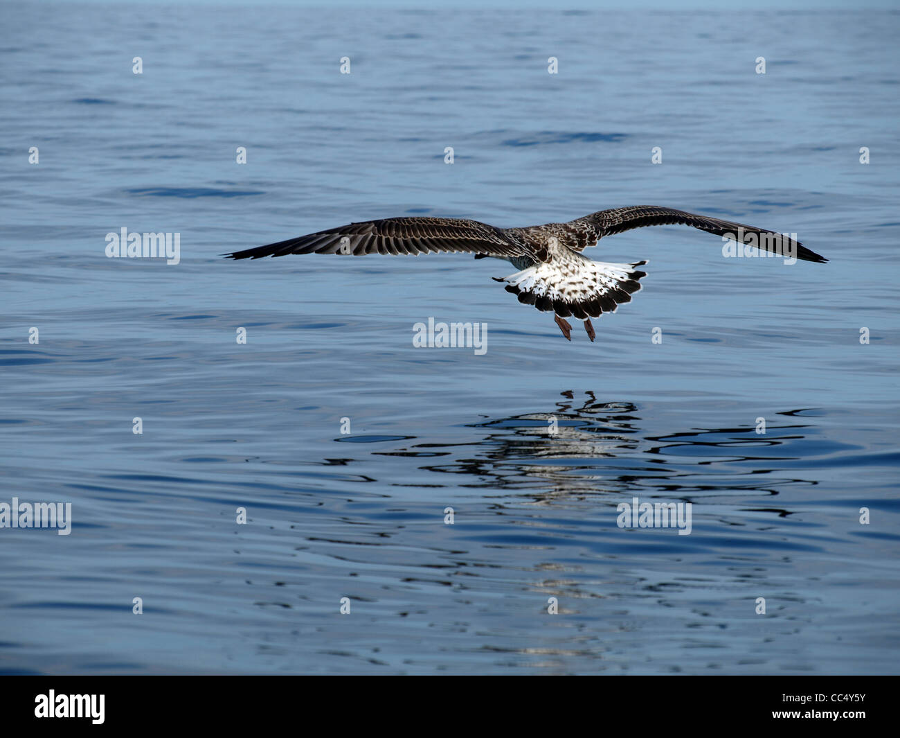 Big seagull hi-res stock photography and images - Alamy