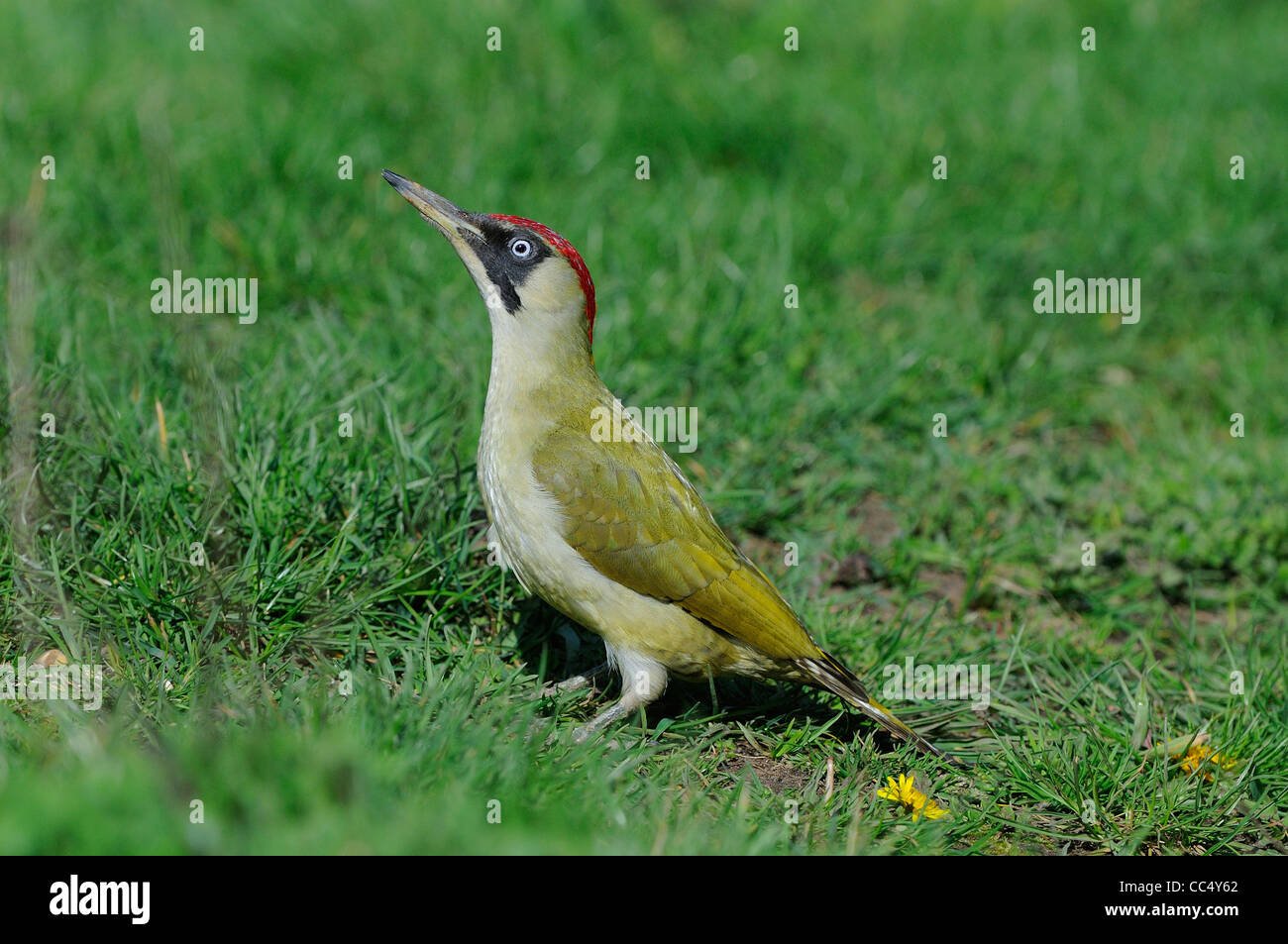 Female woodpecker hi-res stock photography and images - Alamy
