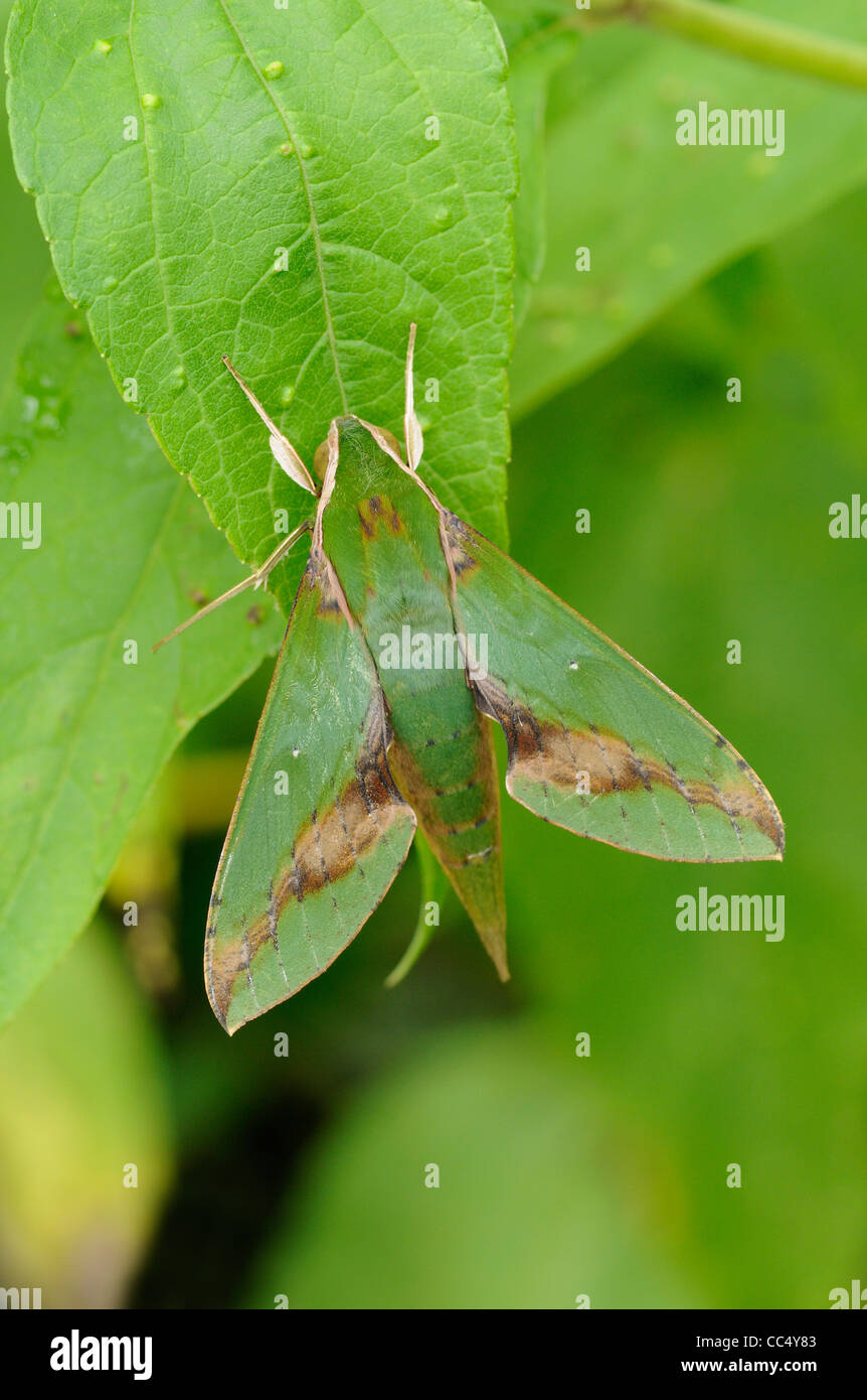 Amazon rainforest moth hi-res stock photography and images - Alamy