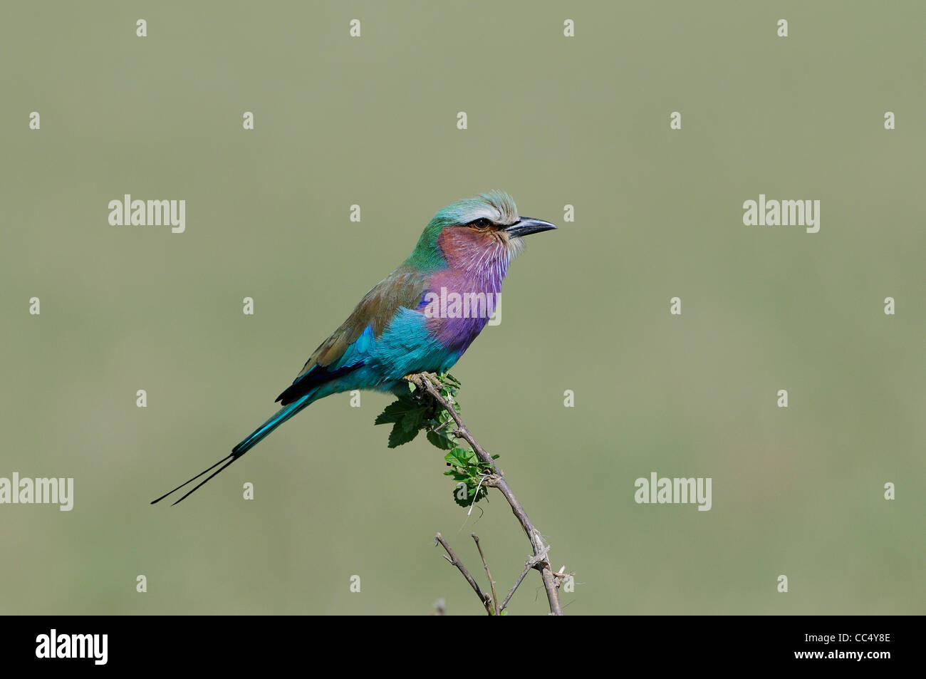 Lilac breasted roller africa hi-res stock photography and images - Alamy