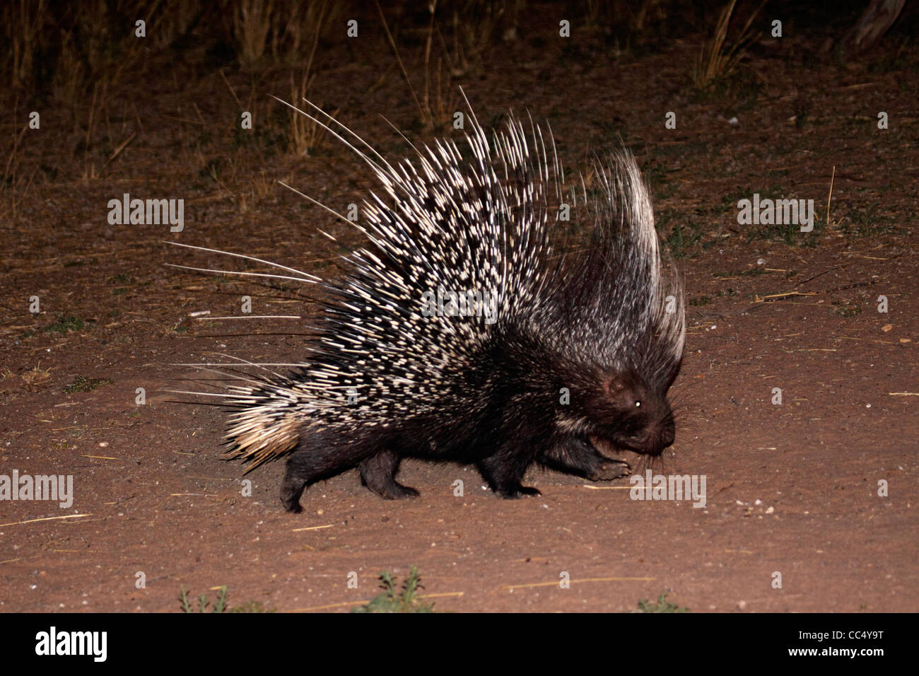 Porcupine prowling at night Stock Photo - Alamy